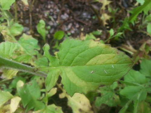 Bremia lapsanae · iNaturalist