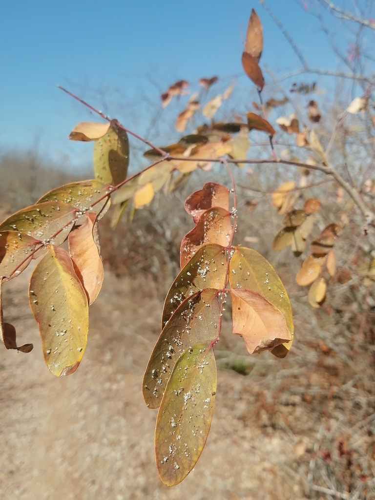 Coulteria platyloba in March 2024 by Jahdiel Perea · iNaturalist