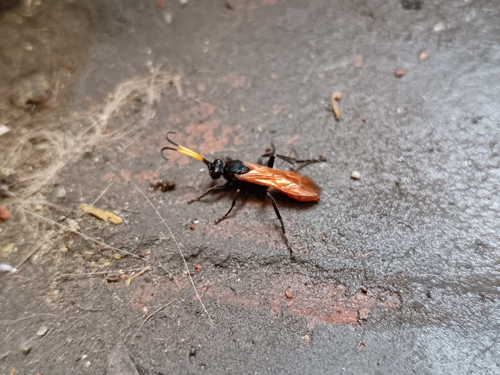 Eastern Tawny-horned Spider Wasp from Manzana 002, Santiaguito, 52755 ...