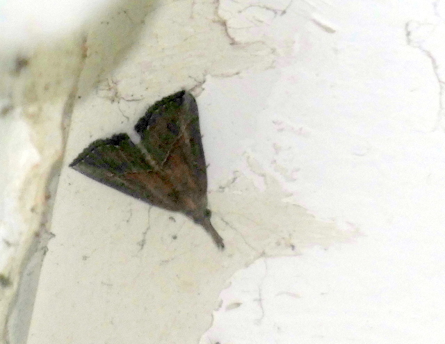 Simple Snout from Vientiane, Laos on July 2, 2024 at 08:07 AM by Louis ...