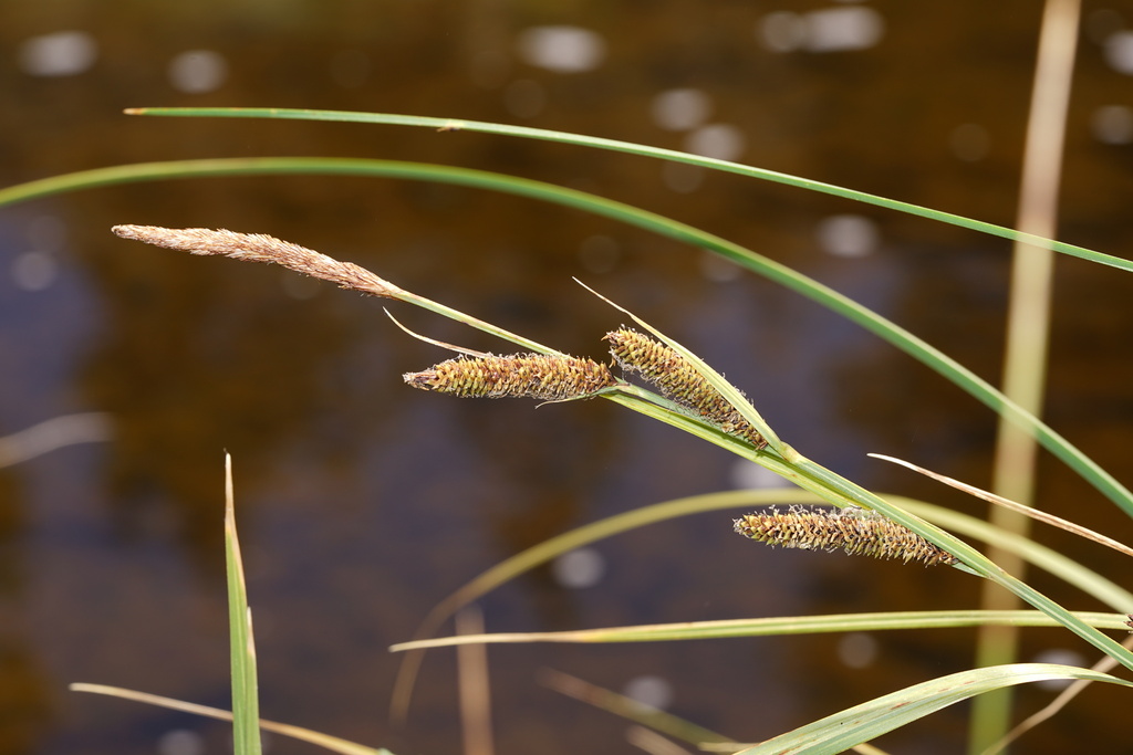 Nebraska sedge from Post, OR, US on June 27, 2024 at 02:04 PM by ...
