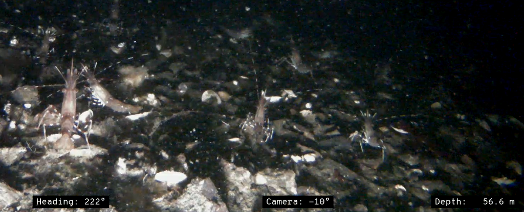 California Spot Prawn from Sitka, AK, USA on June 29, 2024 at 02:48 PM ...