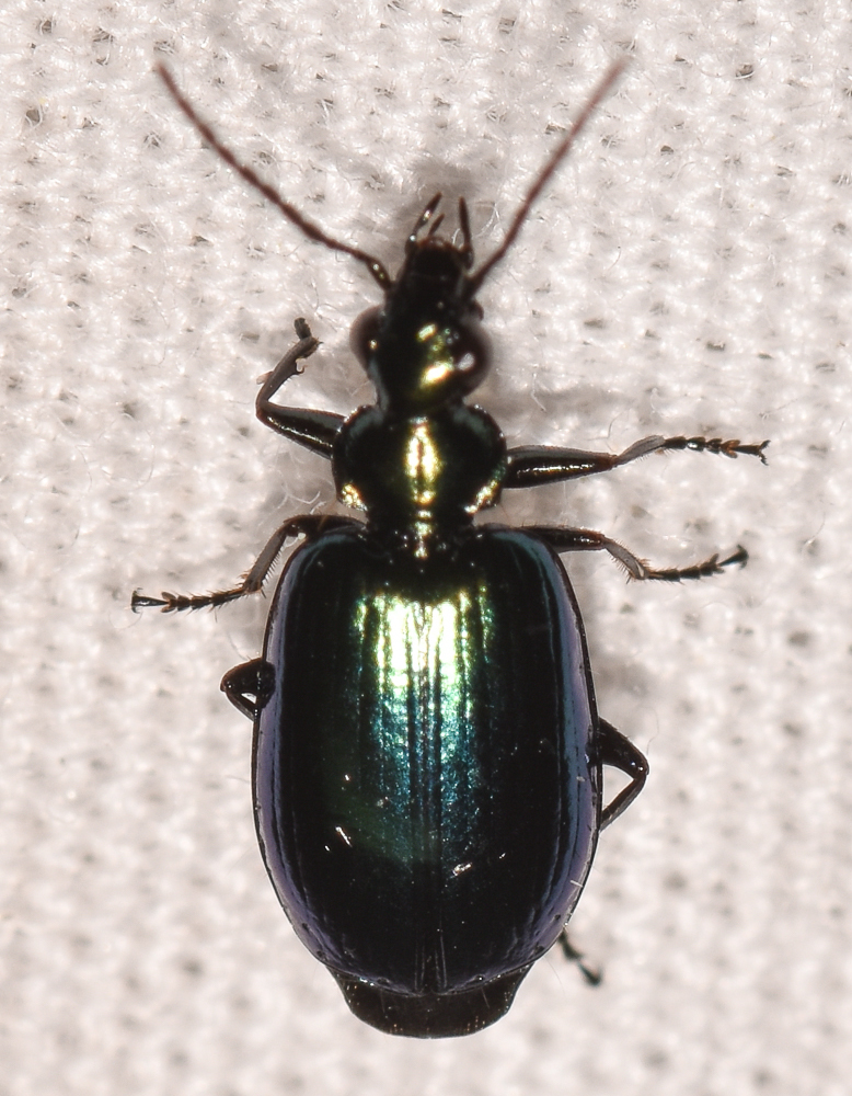 Flower Lebia Beetle from Glyndon, MD, USA on May 28, 2019 at 06:19 AM ...