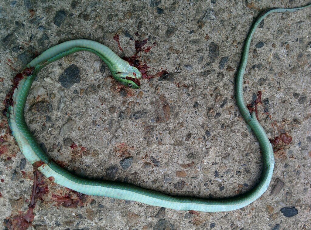 Chinese Green Snake from 中国陕西省安康市宁陕县 on August 03, 2017 at 10:49 AM by ...