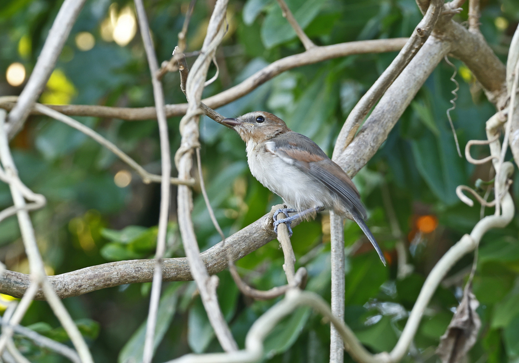 Grey Whistler from Buffalo Creek NT 0812, Australia on July 2, 2024 at ...