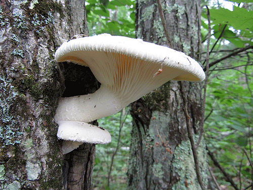 Pleurotus sapidus · iNaturalist