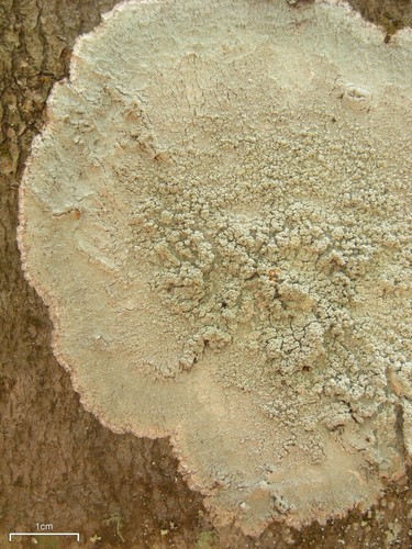 Pustule Crust Lichen (Loxospora pustulata) · iNaturalist