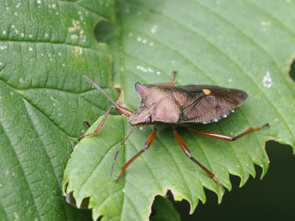 Forest Bug from West Lothian, UK on 30 June, 2024 at 04:10 PM by Jamie ...