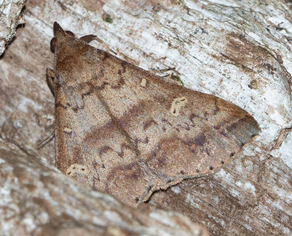 Discolored Renia Moth from Blockhouse Point Conservation Park ...
