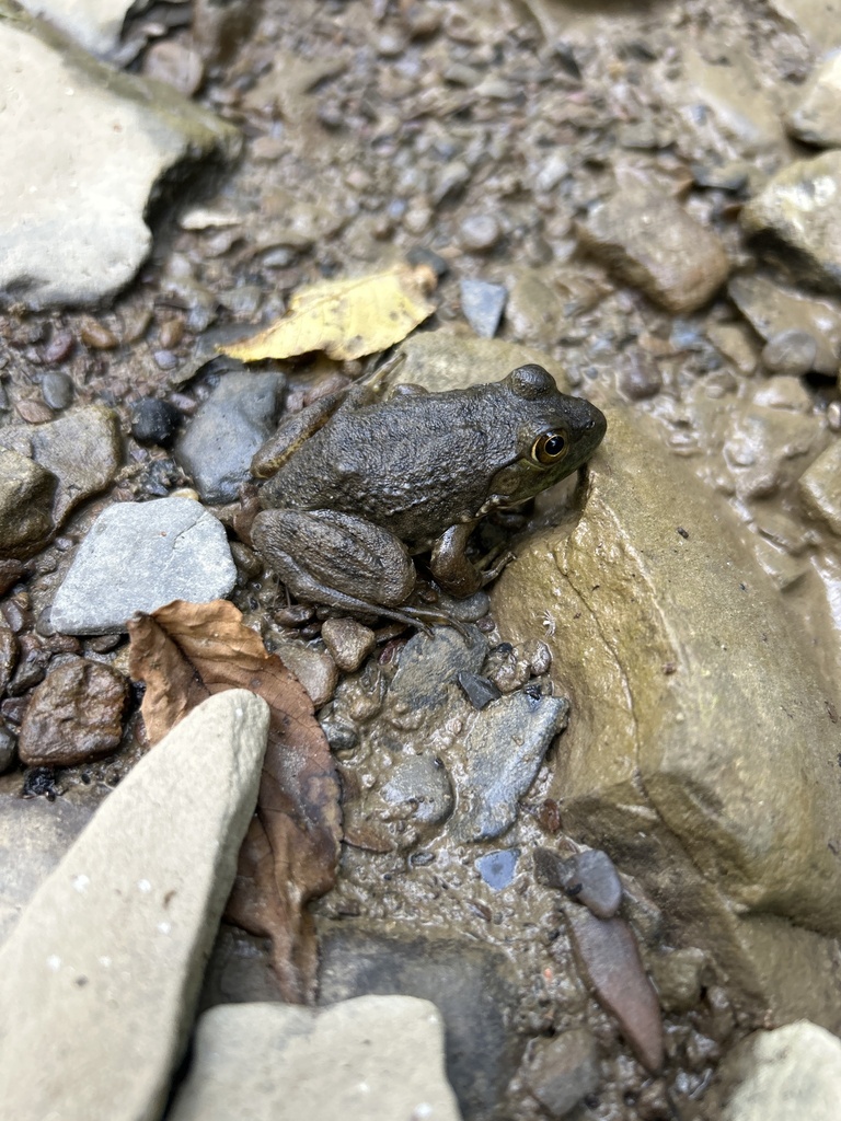American Bullfrog from Washington County, US-PA, US on July 2, 2024 at ...