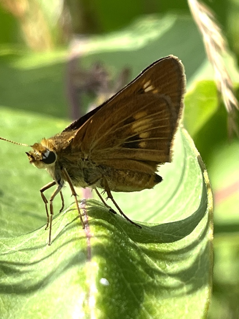 Black Dash from Ward Pound Ridge Reservation, Cross River, NY, US on ...