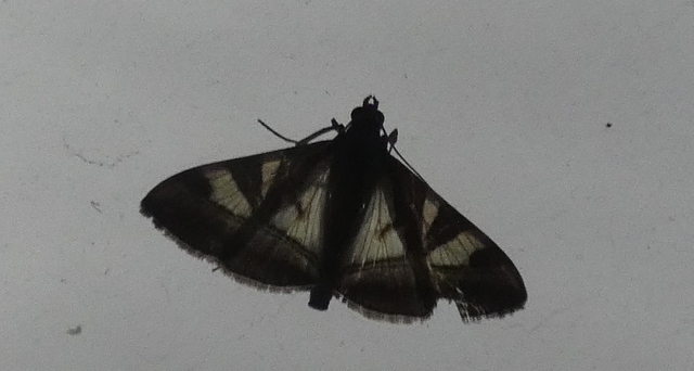 Agrioglypta from Vientiane, Laos on July 3, 2024 at 05:54 AM by Louis ...