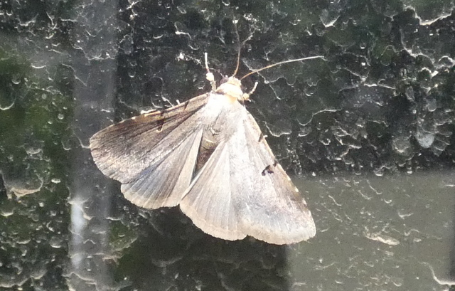 Scarce Blackneck from Vientiane, Laos on July 3, 2024 at 05:59 AM by ...