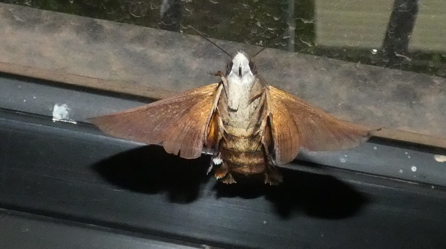 Hummingbird Hawkmoths from Vientiane, Laos on July 3, 2024 at 06:01 AM ...