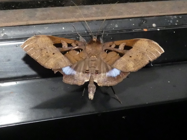 Ischyja from Vientiane, Laos on July 3, 2024 at 06:05 AM by Louis ...