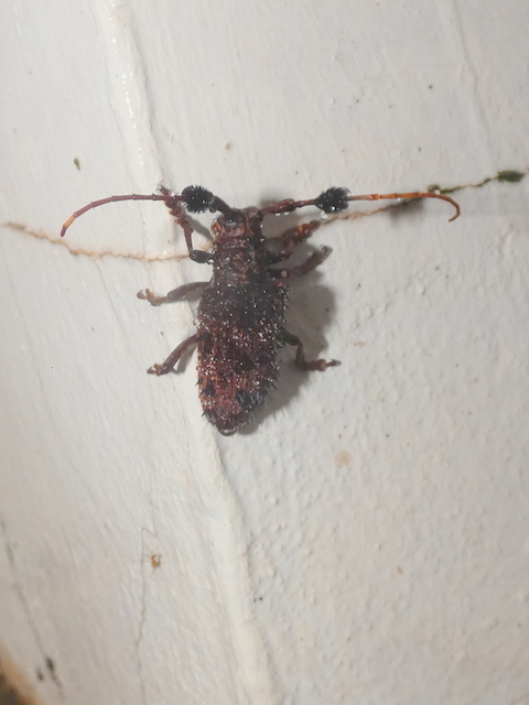 Imantocera penicillata from Vientiane, Laos on July 3, 2024 at 06:09 AM ...