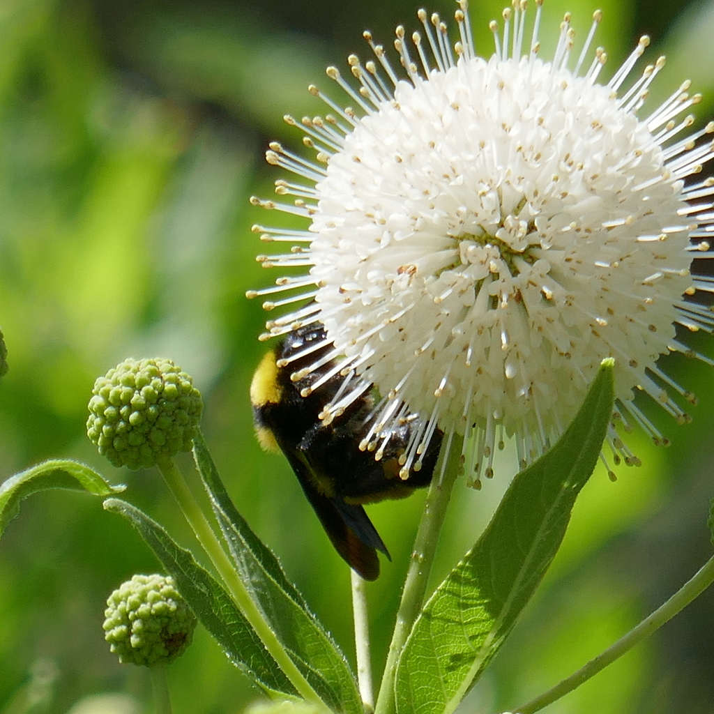 Sonoran Bumble Bee from Catalina Foothills, AZ, USA on July 2, 2024 at ...