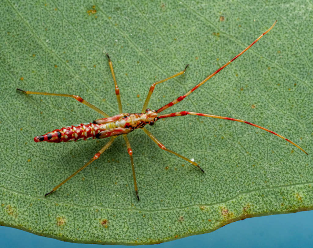 Rayieria from Storm King QLD 4380, Australia on December 20, 2021 at 01 ...