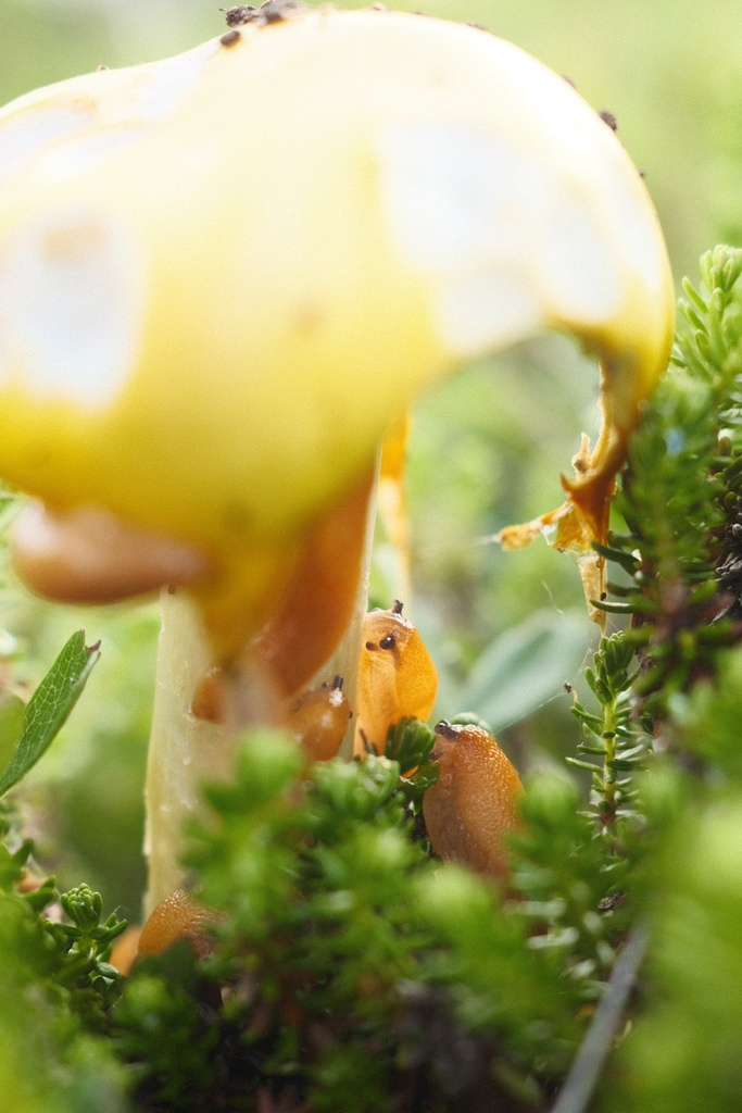 Lemon Slug from Cape Breton Island, Cape Breton, NS, CA on July 2, 2024 ...