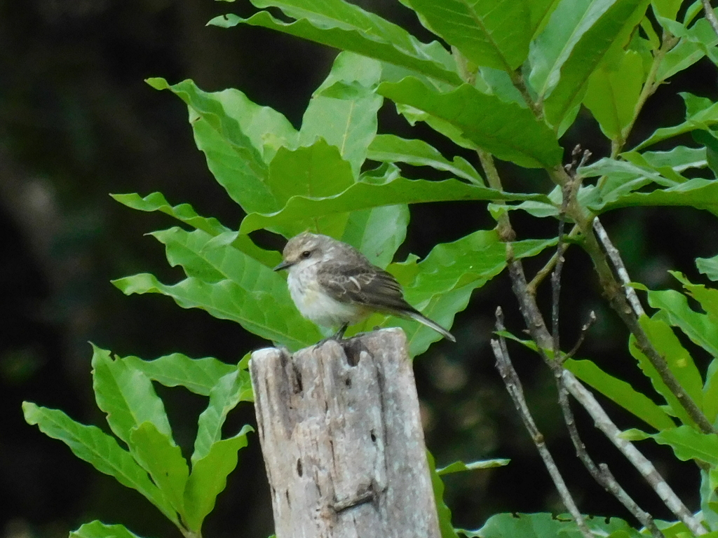 Vermilion Flycatcher from San Agustín, Huila, Colombia on June 26, 2024 ...