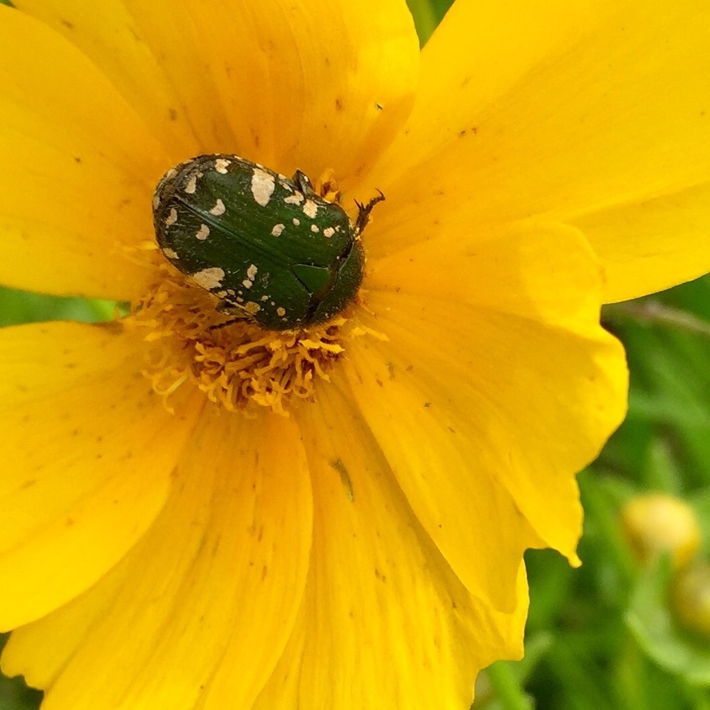 Blue Flower Chafer from 834 Seochang-dong, Seo-gu, Gwangju, KR on May ...