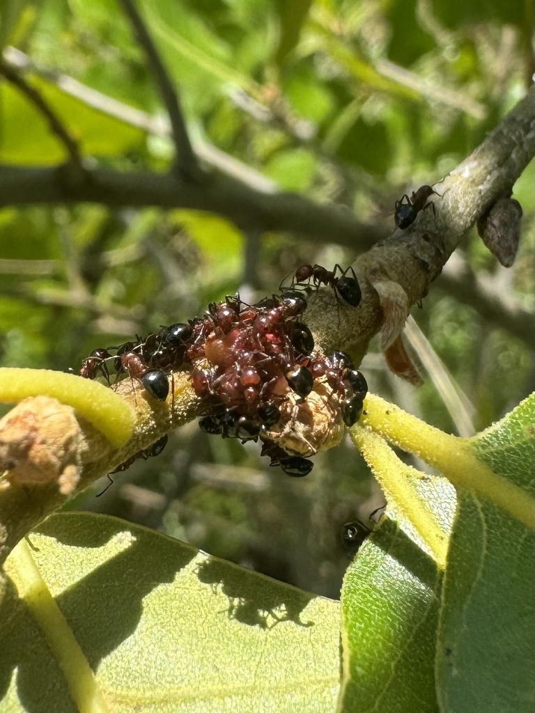 Mary's Odorous Ant from Beaver Dam Rd, Barnegat, NJ, US on July 1, 2024 ...