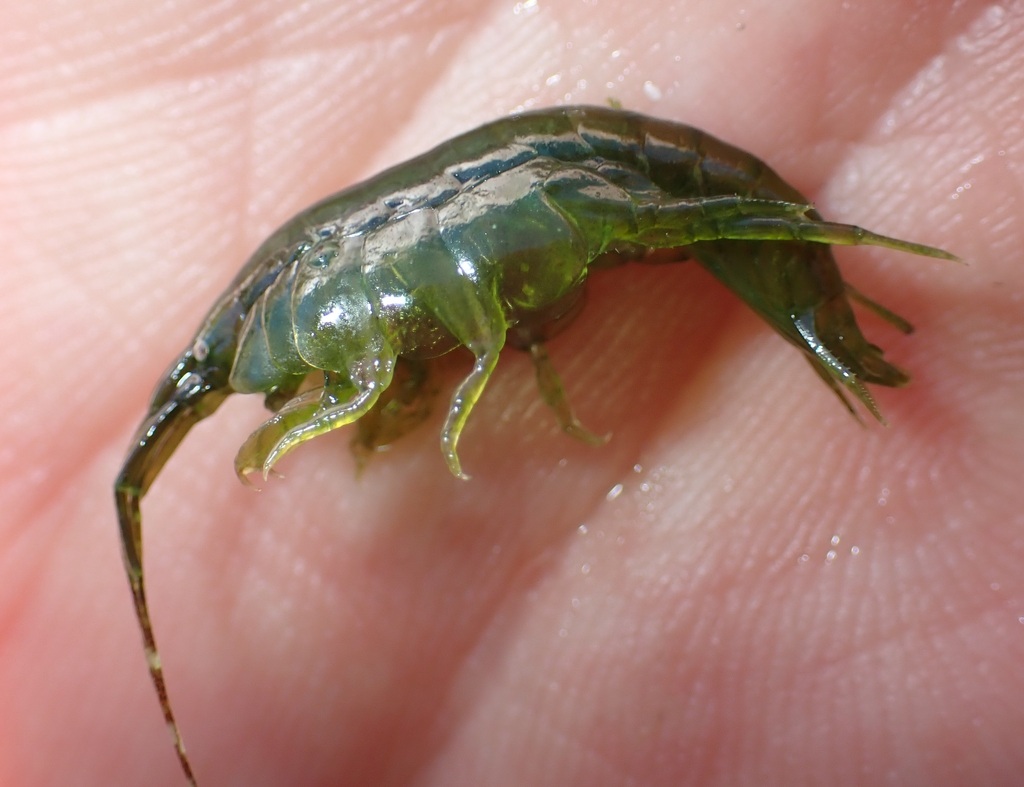 Sea Lettuce Sea Flea from Seattle, WA, USA on June 25, 2024 at 12:18 PM ...