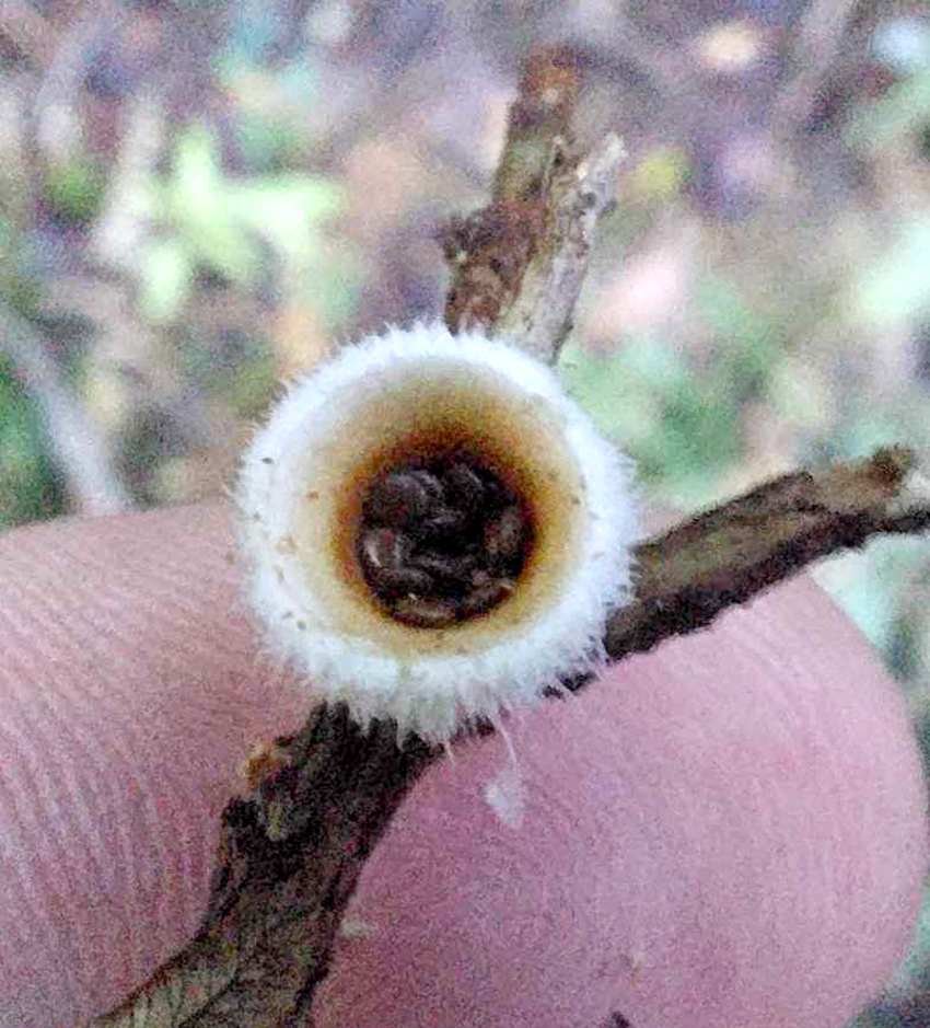 Nidula from Te Kauri Scenic Reserve, Waikuku Valley, Waikuku Junction ...