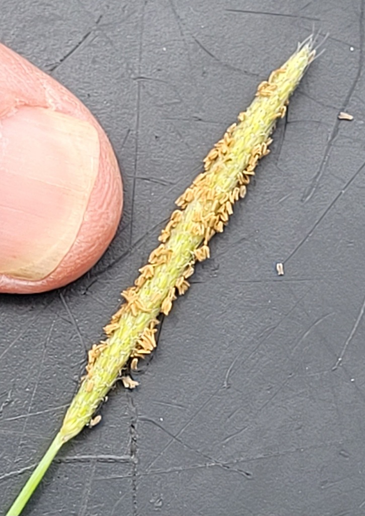 Marsh foxtail from Coyote Creek South II, Fern Ridge area, Lane County ...