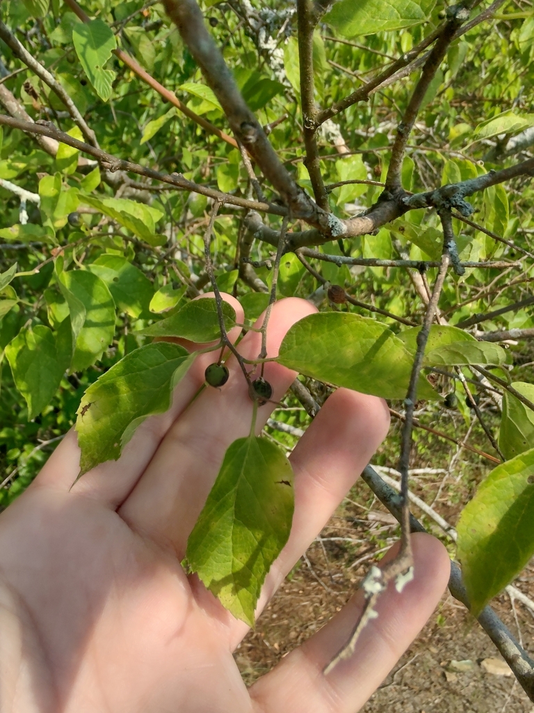 Dwarf Hackberry from Russellville, AL 35654, USA on July 2, 2024 at 05: ...