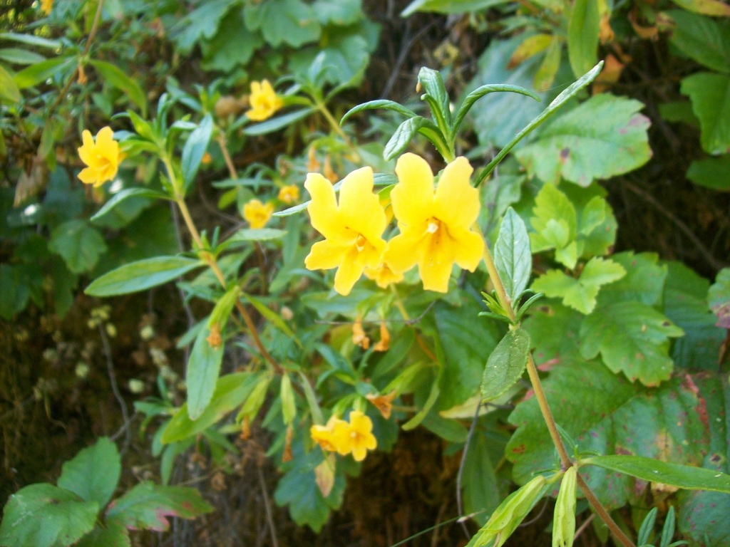 orange bush monkeyflower from Sierra Azul Open Space Preserve, CA, US ...
