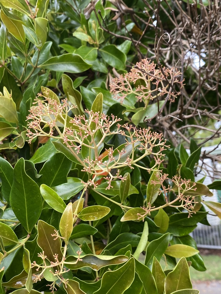 dicots from Nanyima St, Buddina, QLD, AU on June 20, 2024 at 11:30 AM ...