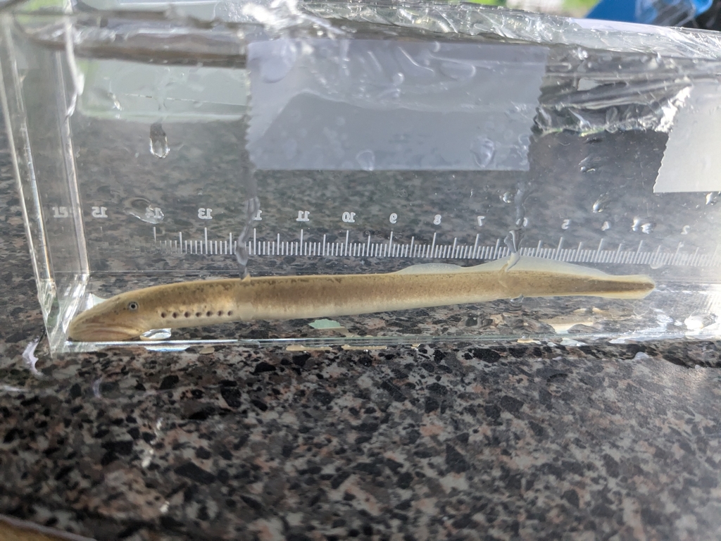 Chestnut Lamprey (Fishes of Tennessee (work in progress)) · iNaturalist