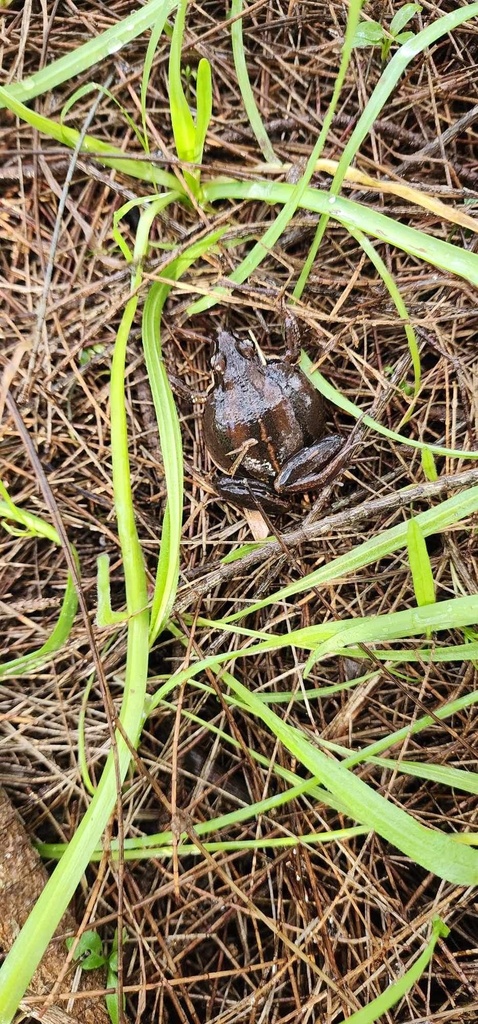 Striped Marsh Frog from Thornton, NSW, AU on July 3, 2024 at 12:22 PM ...