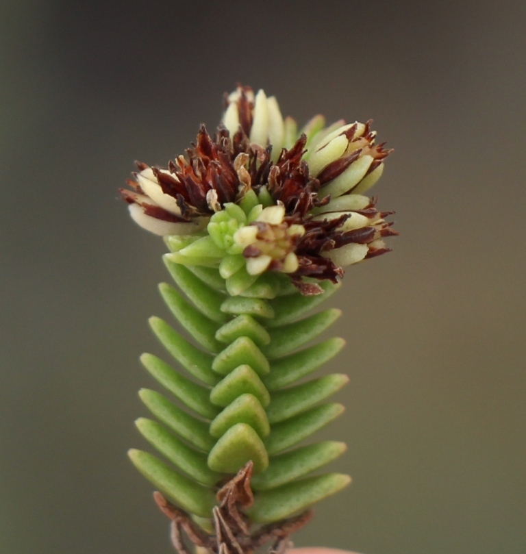 Section Acutifolia (Acutifolia) - Botanical Realm