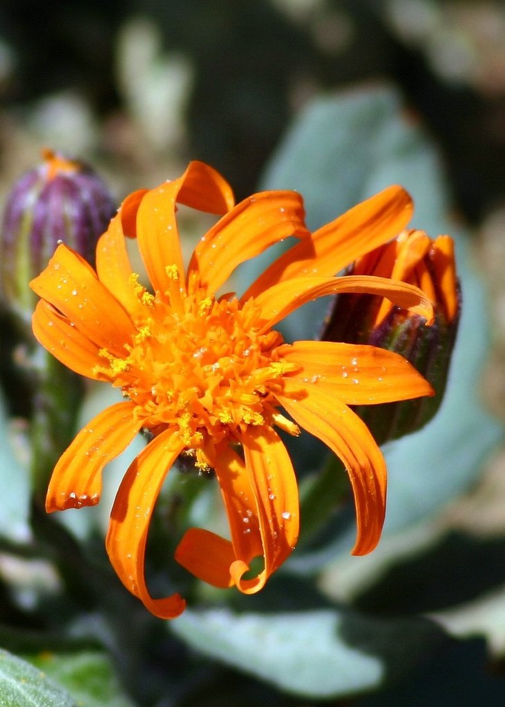 flame ragwort (Packera greenei) - Botanical Realm