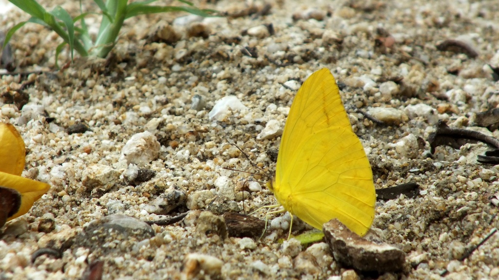 Mariposa azufre Gigante desde 70987 Oax., México el 02 de julio de 2024 ...