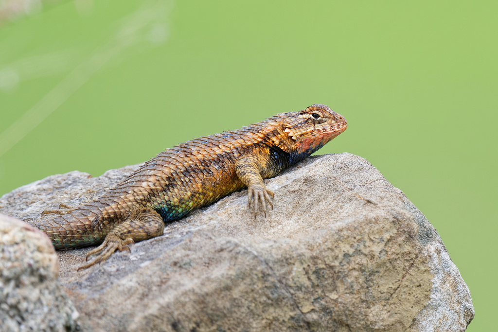Eastern Spiny Lizard from Monte Albán, Oax., Mexico on July 2, 2024 at ...
