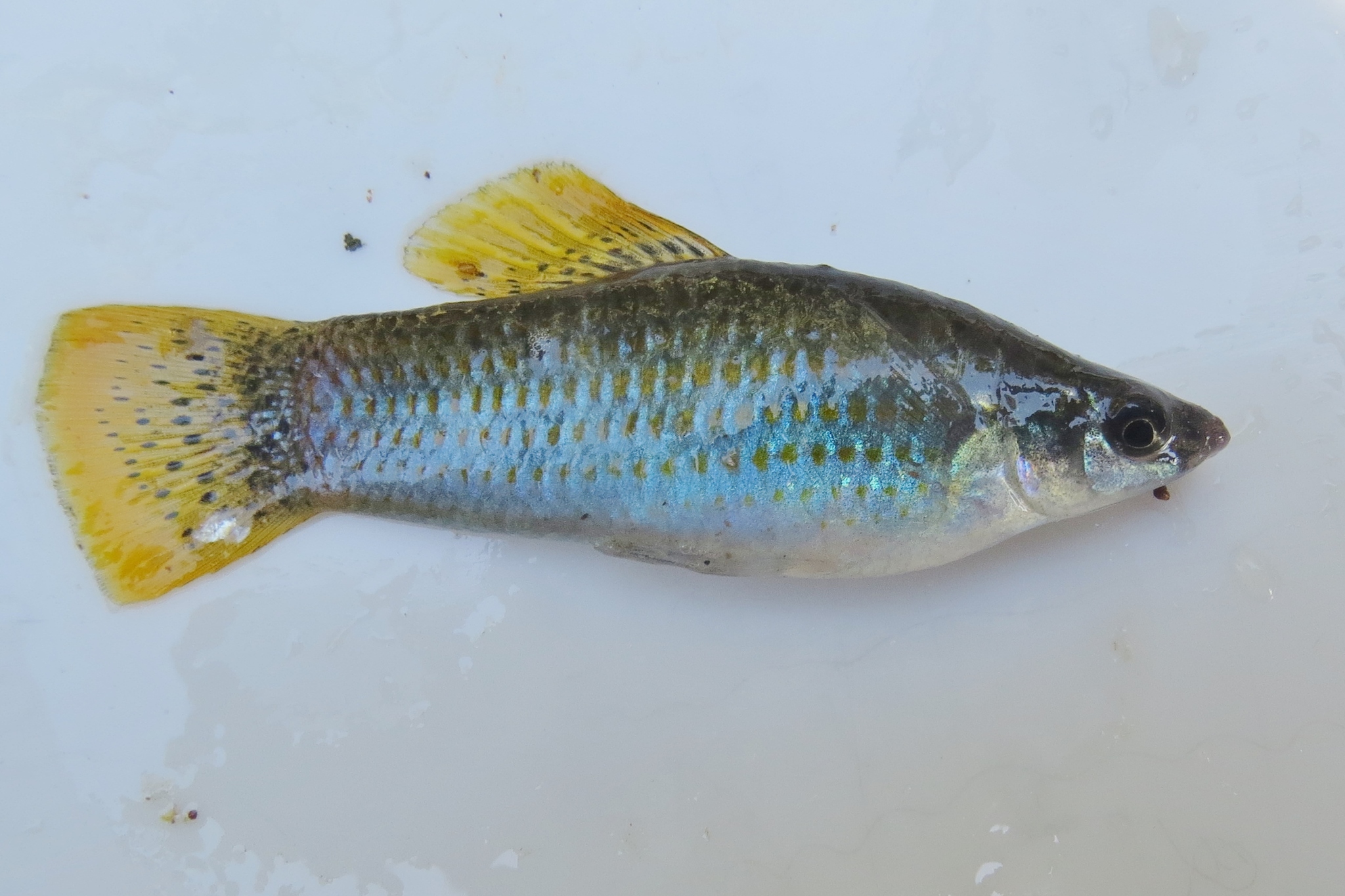 Poecilia gillii (Kner, 1863)