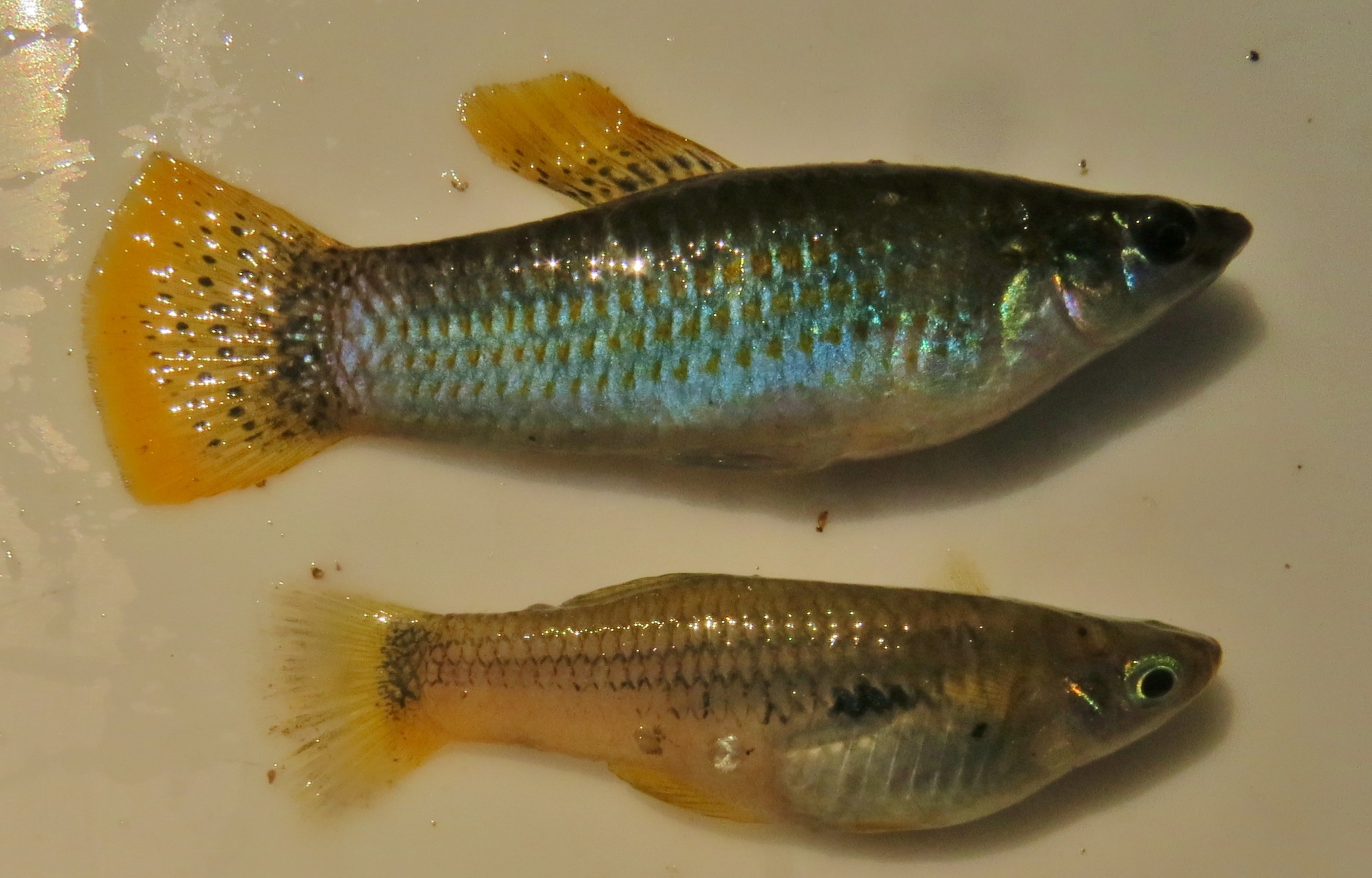 Poecilia gillii (Kner, 1863)