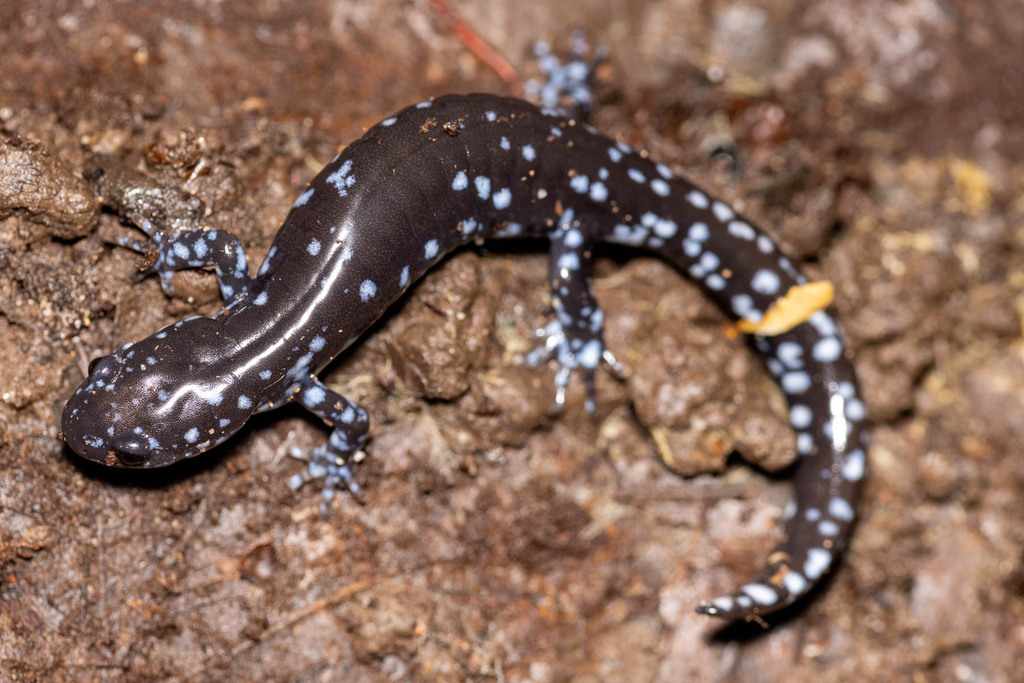 Blue-spotted Salamander from Fox River Park, WI, USA on June 30, 2024 ...
