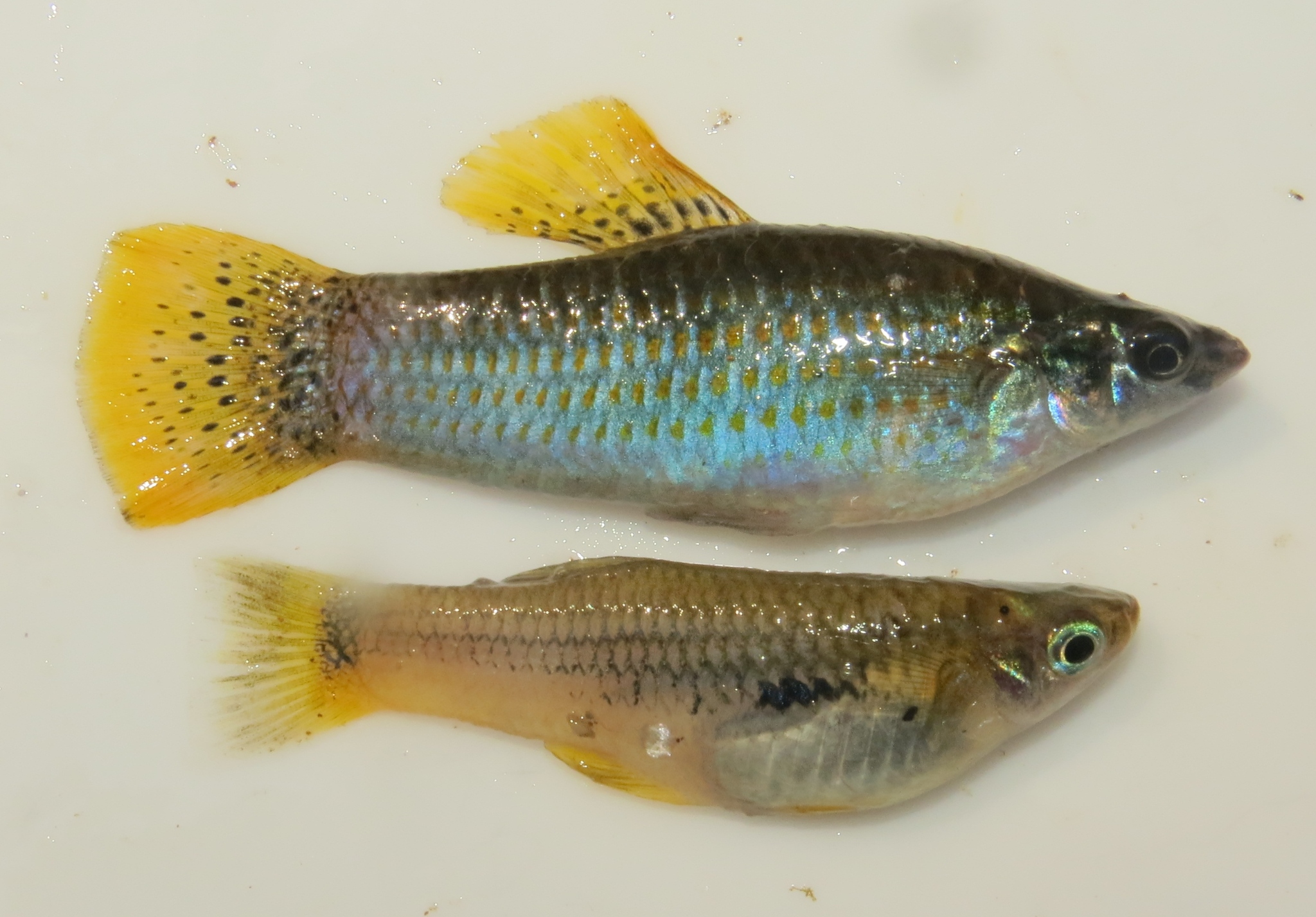 Poecilia gillii (Kner, 1863)