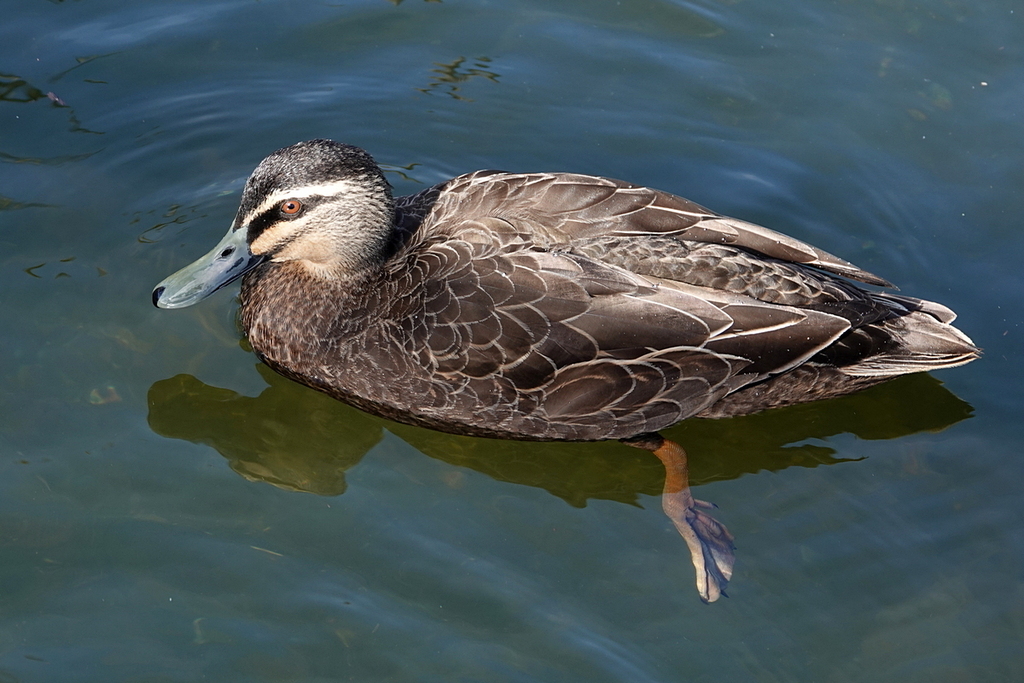 Mallards, Pintails, and Allies from Eden NSW 2551, Australia on July 2 ...
