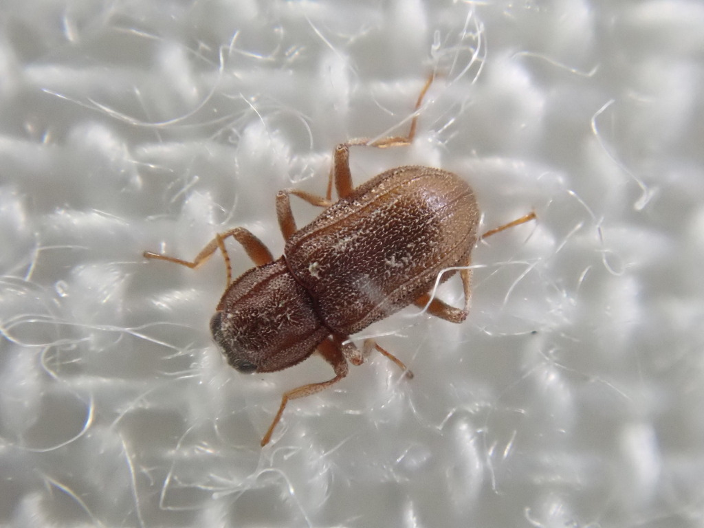 Rusty Riffle Beetle from San Marcos, TX, USA on July 2, 2024 at 10:30 ...
