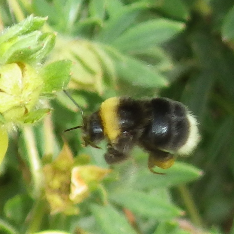 Western Bumble Bee from University District, Spokane, WA, USA on July 2 ...