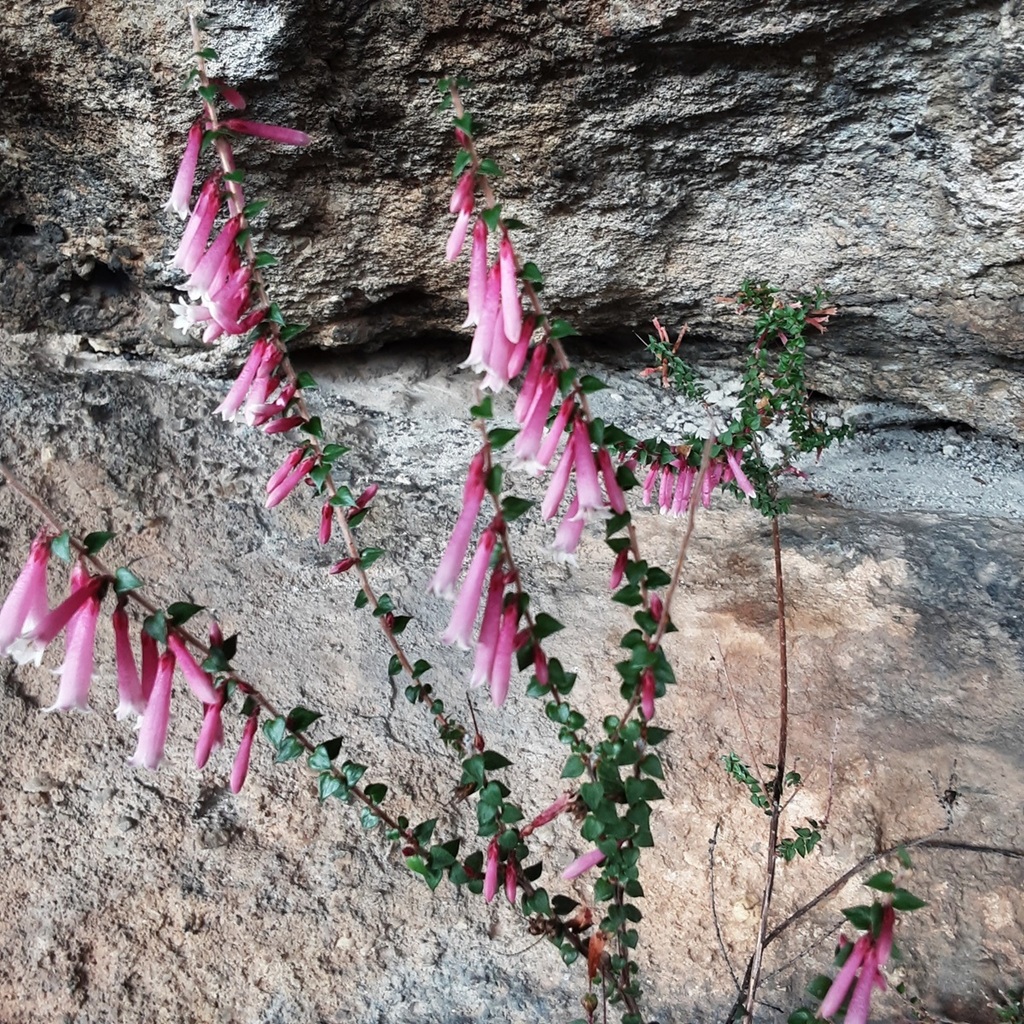 fuchsia heath from Gardens of Stone SCA, Newnes Plateau NSW 2790 ...