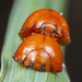 Red Chilocorus (Chilocorus circumdatus) · iNaturalist