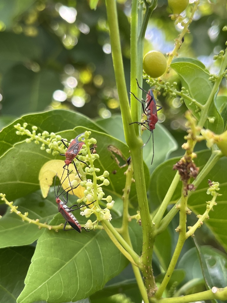 Leptocoris vicinus in June 2024 by Nakatada Wachi · iNaturalist