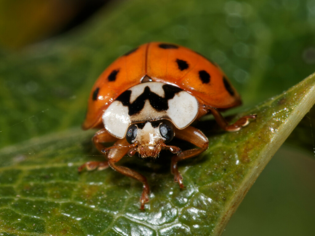 Asian Lady Beetle from Downtown Seattle, Seattle, WA, USA on July 2 ...