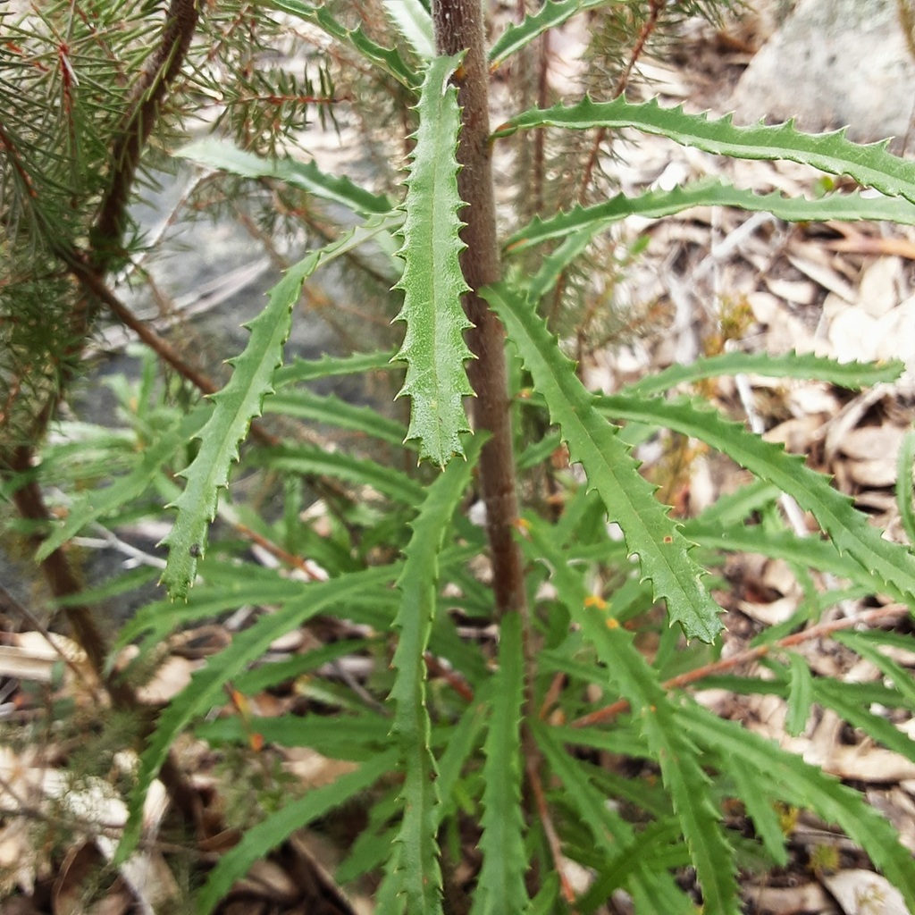 Hill Banksia from Gardens of Stone SCA, Newnes Plateau NSW 2790 ...